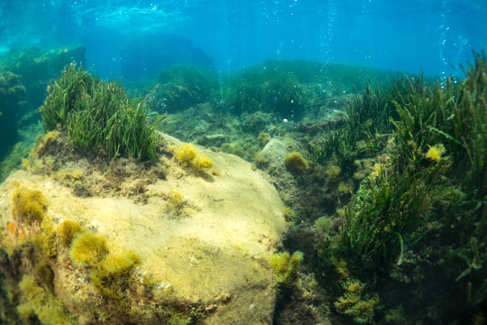 Aenaria - Borgo di Mare